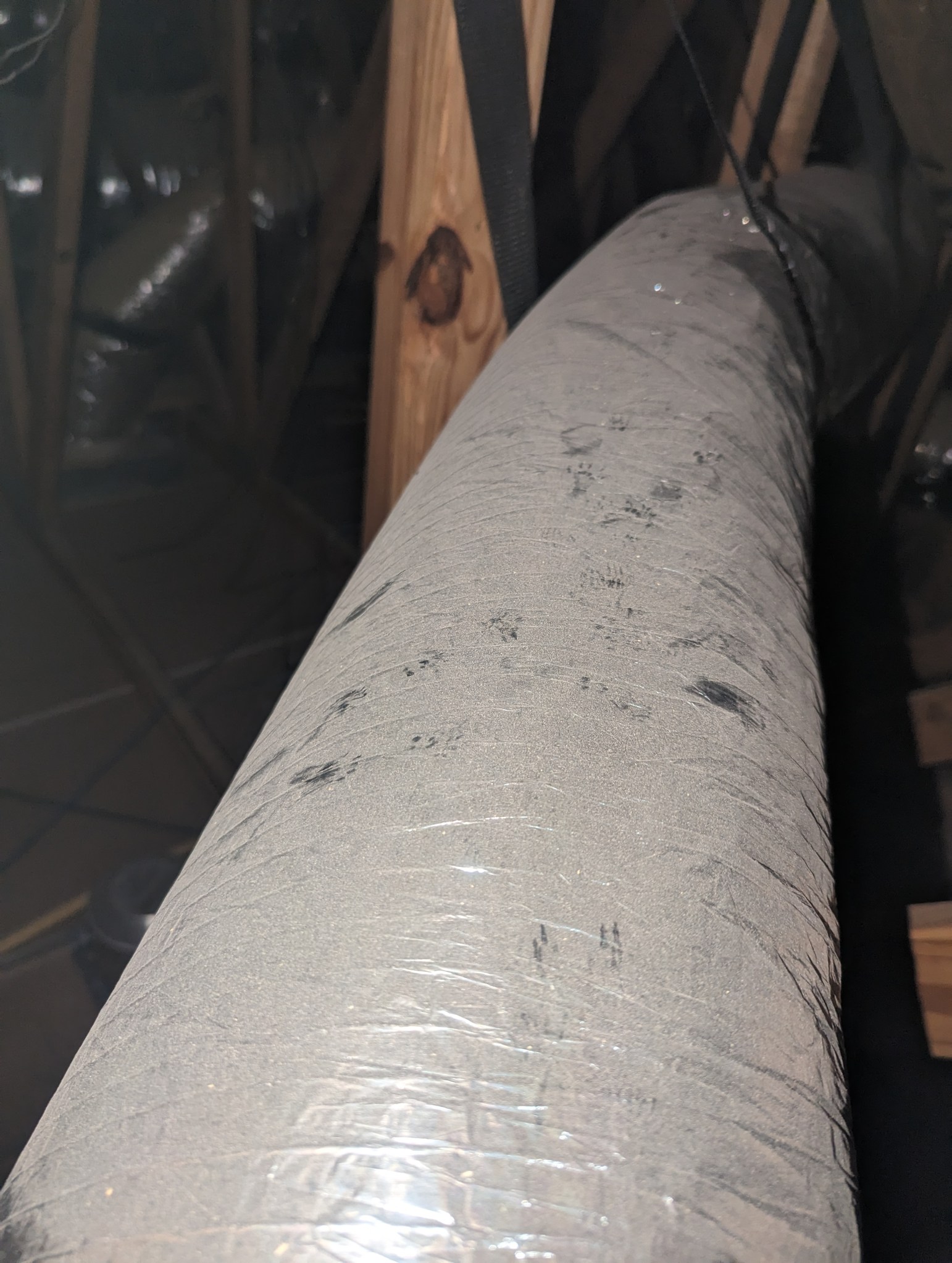 Understanding Rat Activities in Your Attic – 321-329-3012
